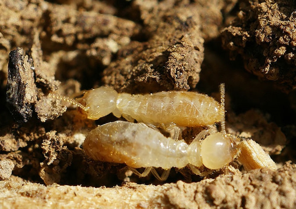 Термит — Энциклопедия Корана · Академия Корана